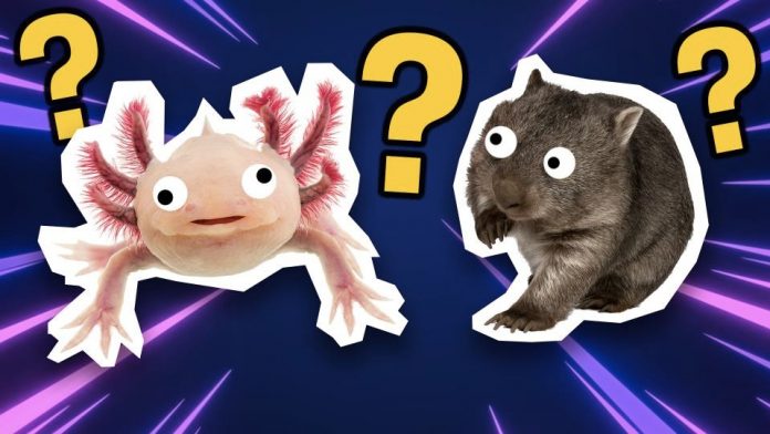 50 Best Animal Trivia Questions for Kids With Answers [2024]