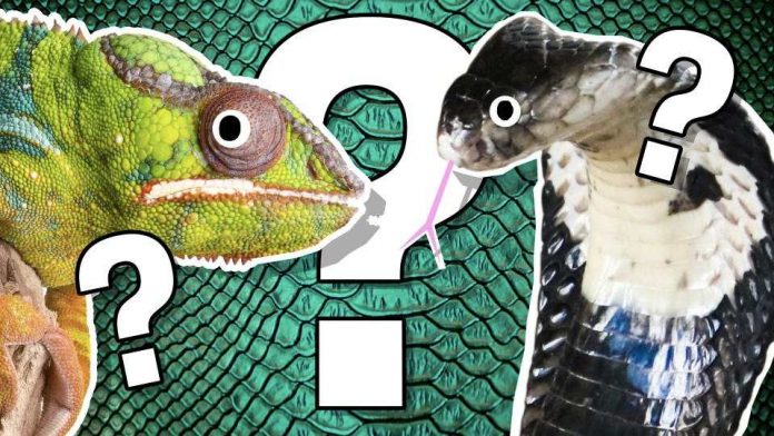 50 Best Animal Trivia Questions for Kids With Answers [2024]