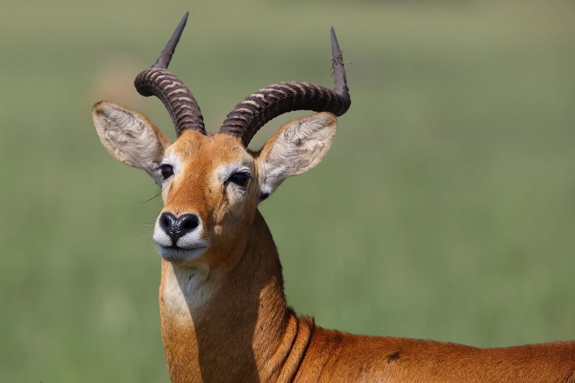 20 Animals that Start with “U”