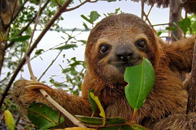 20 Animals that Start with “U”