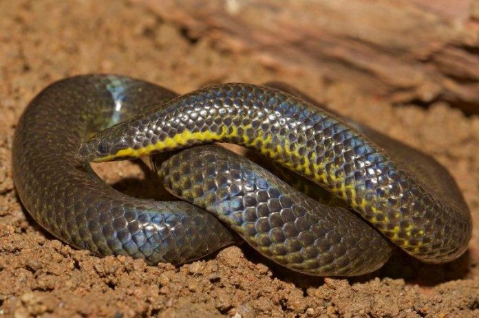 20 Animals that Start with “U”