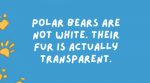 60 Fun Animal Facts for Kids