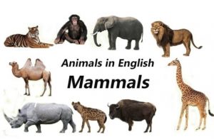 List of 180 Animal Names in English for Kids