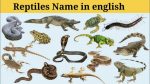 List of 180 Animal Names in English for Kids