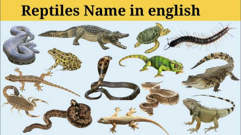 List of 180 Animal Names in English for Kids