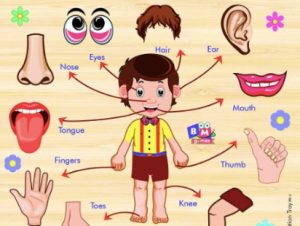 15 Fun and Educational Body Part Activities for Kids
