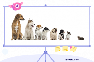 What is Size? Definition Facts & Example